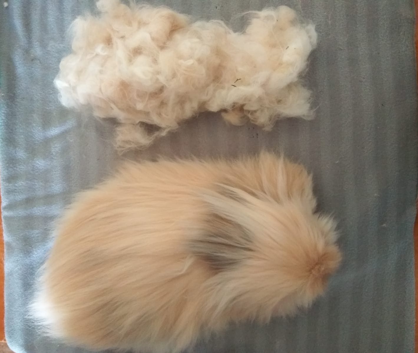 Cuidar el pelo de un angora | Viviendo con un conejo