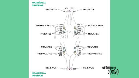 Anatomía: boca y dientes del conejo | Viviendo con un conejo